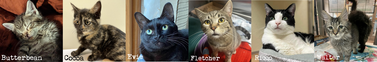 We Were Adopted!! April 4th - April 10th. - Lynchburg Humane Society